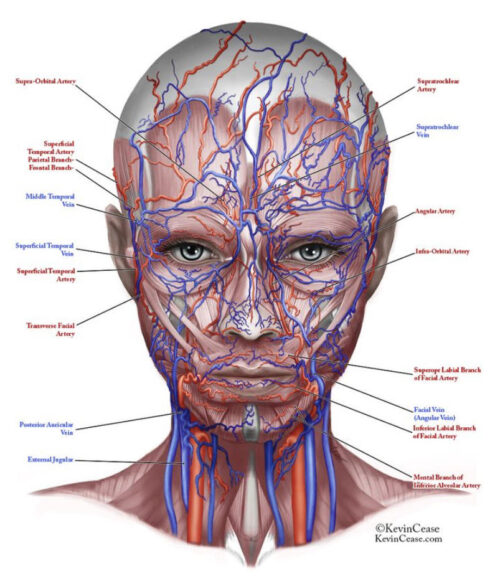 Vascular Occlusion After Dermal Fillers: Understanding, Prevention, And ...
